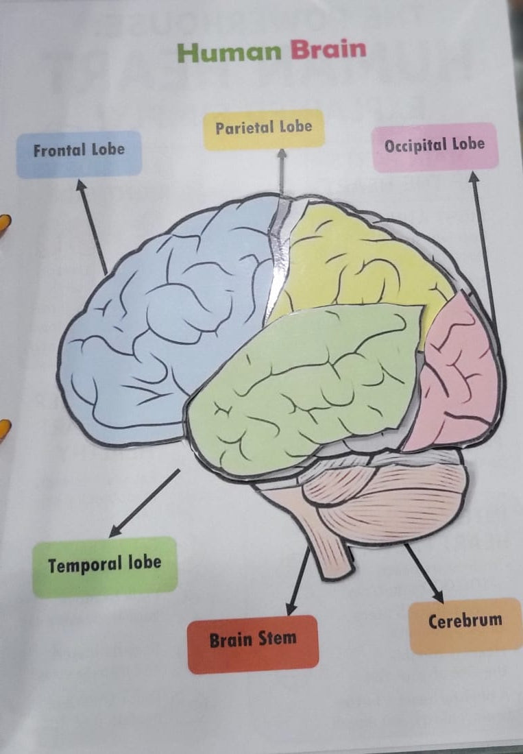 Human Anatomy Busy Book – NHN Learning